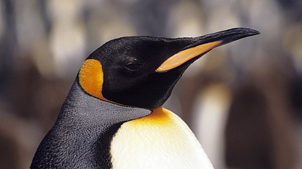 Qual é a Maior Raça de Pinguins? E a Menor? – Mundo Ecologia
