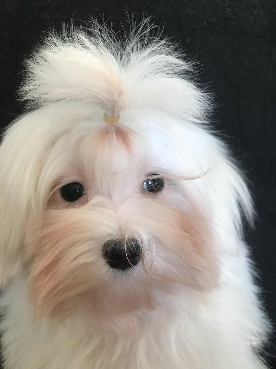 Maltês Marfim Existe? Ele É Puro? Curiosidades E Fotos | Mundo Ecologia