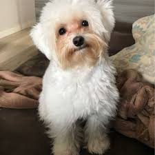 Como Saber se o Maltês é Puro? Como Identificar? | Mundo Ecologia