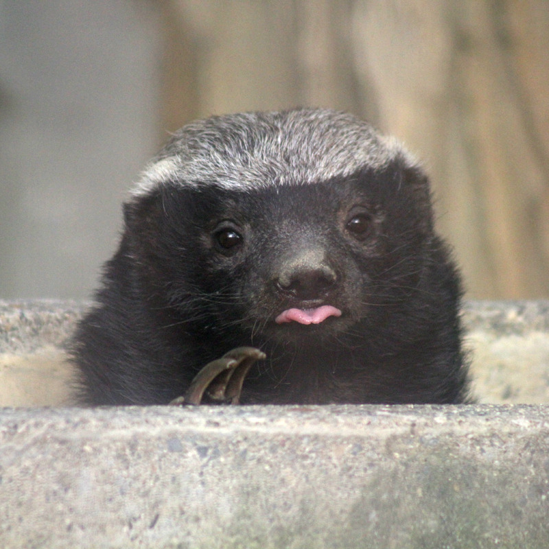 Tudo Sobre o Ratel: Características, Nome Científico e Fotos | Mundo ...