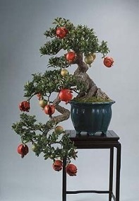 Mini Romã: Como Plantar, Cultivo, Como Fazer Muda e Fotos – Mundo Ecologia