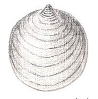 Quais São os Principais Tipos de Moluscos? – Mundo Ecologia