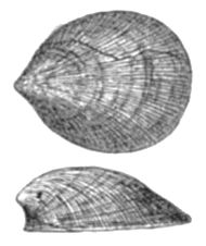 Quais São os Principais Tipos de Moluscos? – Mundo Ecologia