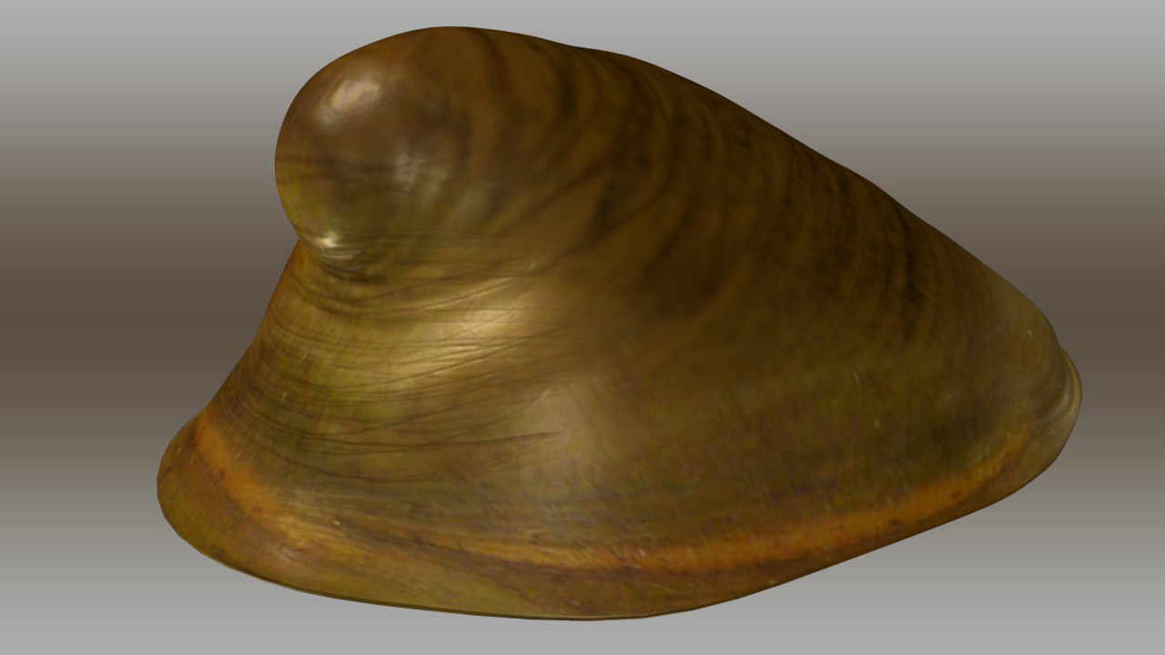 Quais São os Principais Tipos de Moluscos? – Mundo Ecologia