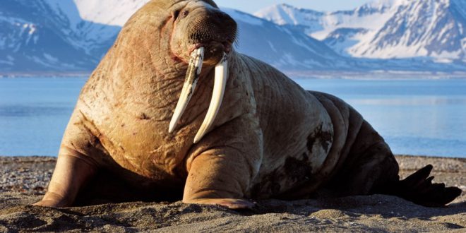 Tudo Sobre o Animal Morsa: Características, Nome Científico e Fotos ...