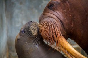 Tudo Sobre o Animal Morsa: Características, Nome Científico e Fotos ...