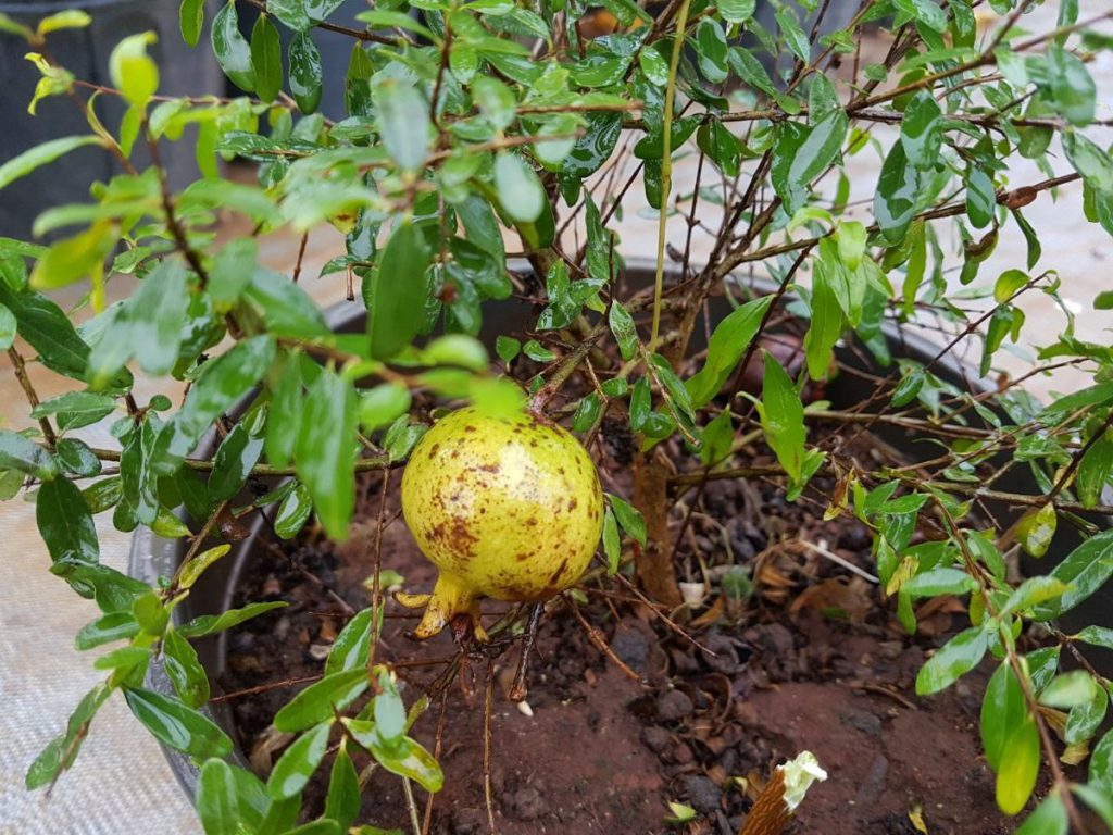 Como Fazer Muda De Romã, Podar E Plantar Um Pé De Romã | Mundo Ecologia