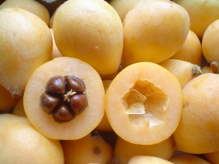 História da Nêspera e Origem da Fruta | Mundo Ecologia