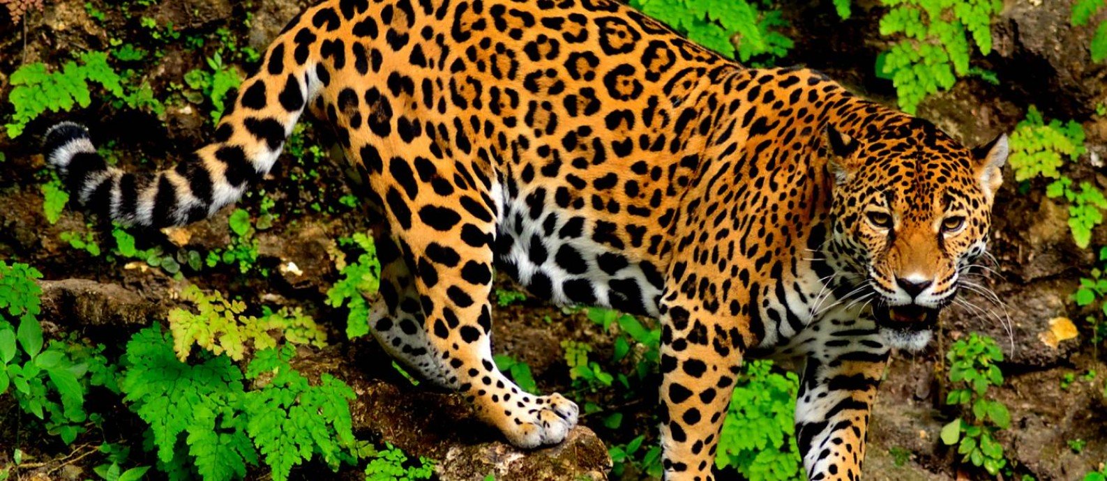 Como A Onça Se Locomove? Como É o Sistema Locomotor Da Onça? | Mundo ...