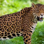 Ficha Técnica da Onça: Peso, Altura, Tamanho e Imagens | Mundo Ecologia