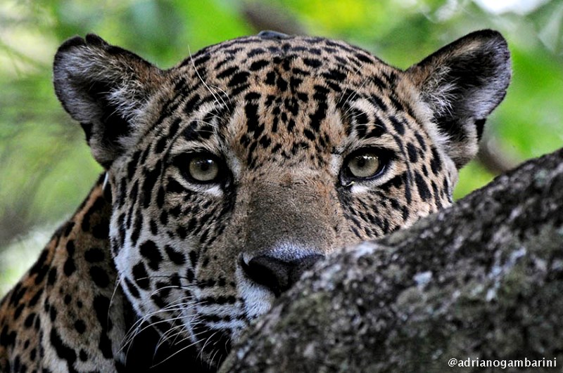 Qual O Reino, Filo, Classe, Ordem, Família E Gênero Da Onça? – Mundo ...