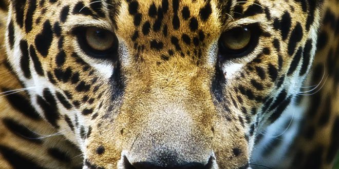 Ficha Técnica da Onça: Peso, Altura, Tamanho e Imagens | Mundo Ecologia