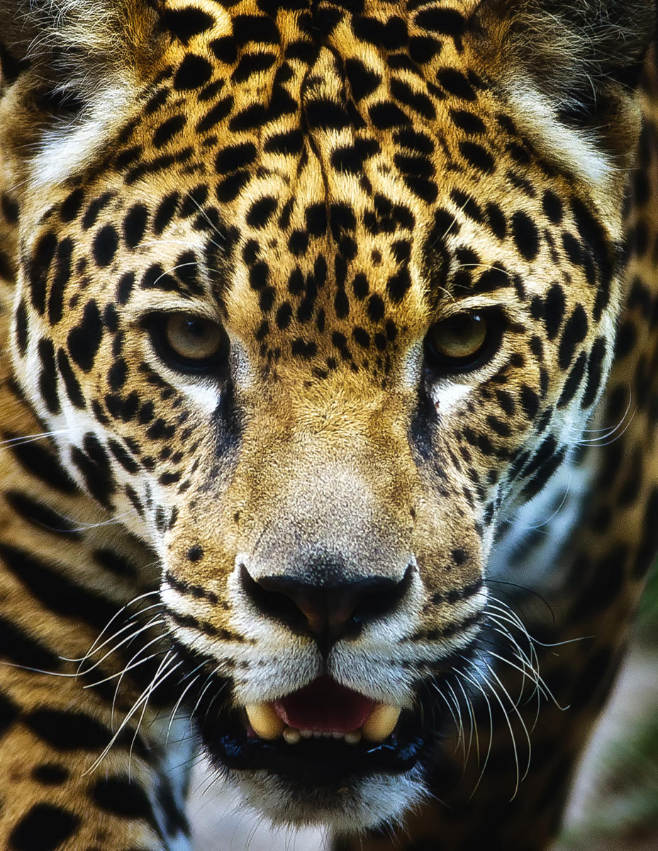 Ficha Técnica da Onça: Peso, Altura, Tamanho e Imagens – Mundo Ecologia