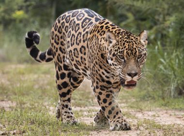 História da Onça, Significado e Origem do Animal | Mundo Ecologia