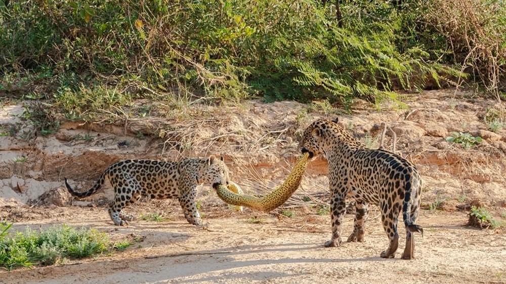 Onde Tem Onça no Brasil? Quais Estados? | Mundo Ecologia