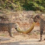 Ficha Técnica da Onça: Peso, Altura, Tamanho e Imagens | Mundo Ecologia