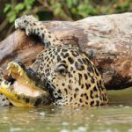 Ficha Técnica da Onça: Peso, Altura, Tamanho e Imagens | Mundo Ecologia