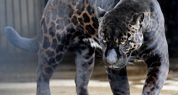 Qual a Diferença da Onça Preta Para a Pantera? | Mundo Ecologia