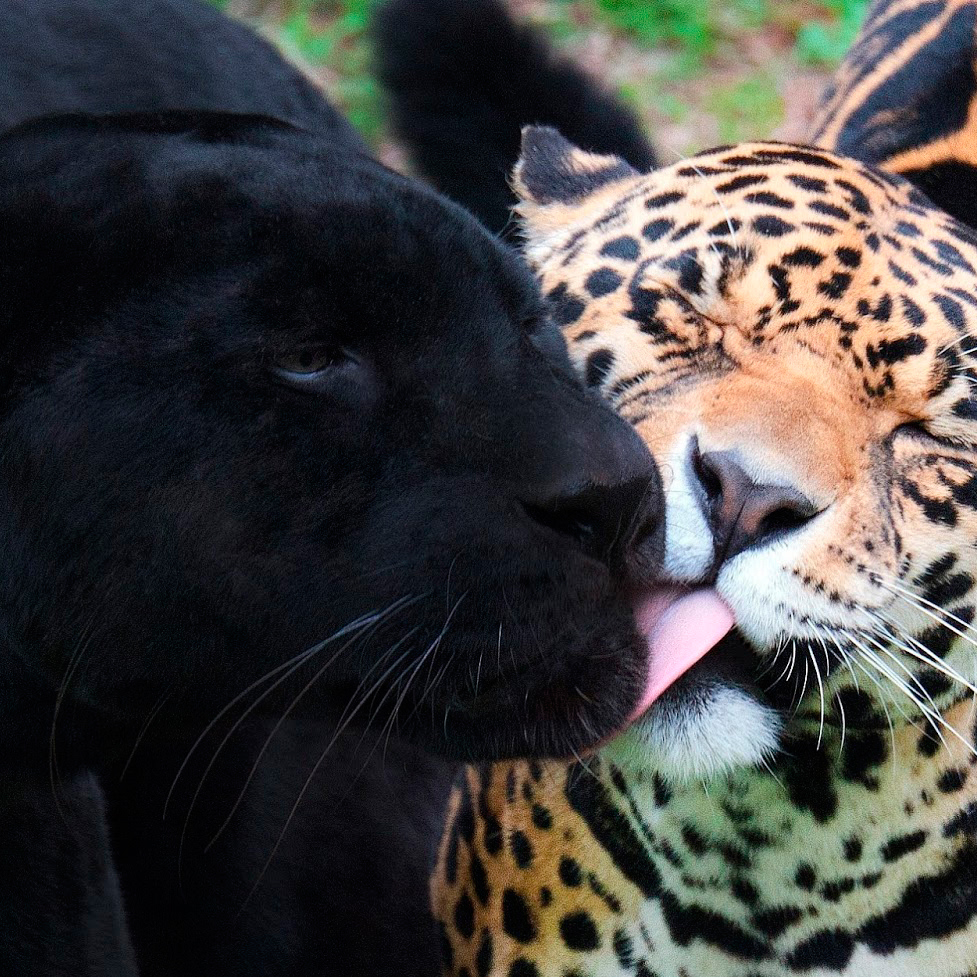Qual a Diferença da Onça Preta Para a Pantera? – Mundo Ecologia