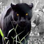 Qual a Diferença da Onça Preta Para a Pantera? – Mundo Ecologia