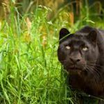 Qual a Diferença da Onça Preta Para a Pantera? – Mundo Ecologia