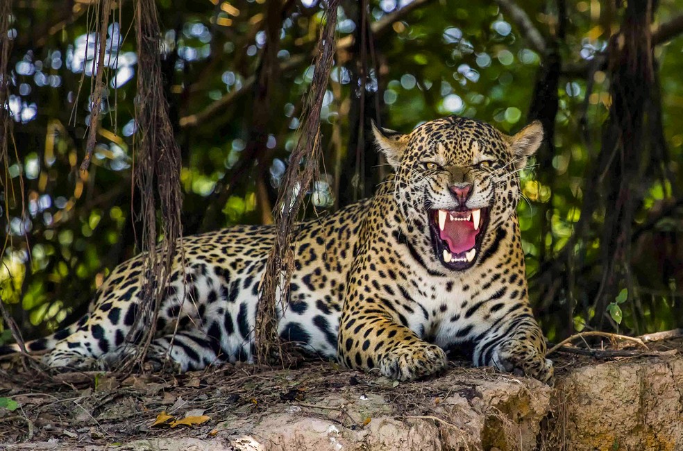 Tipos de Onças: Espécies Com Nomes, Características e Fotos | Mundo ...