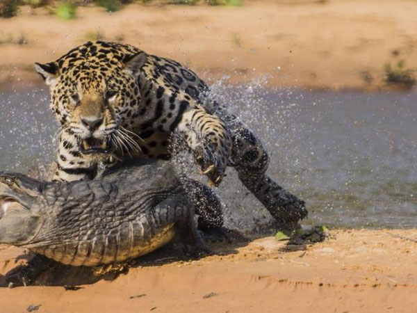 Tipos de Onças: Espécies Com Nomes, Características e Fotos | Mundo ...