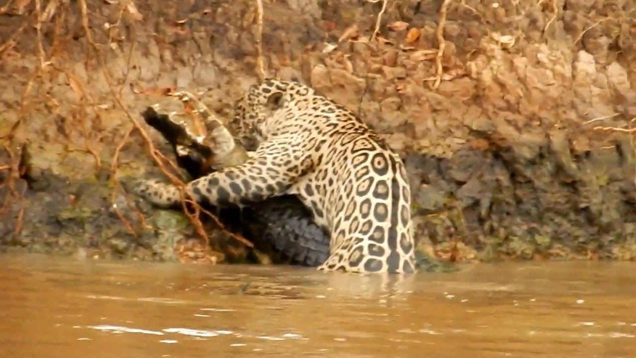 Como A Onça Se Locomove? Como É o Sistema Locomotor Da Onça? | Mundo ...