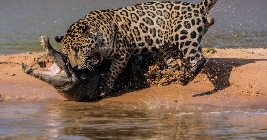 Como A Onça Se Locomove? Como É o Sistema Locomotor Da Onça? | Mundo ...