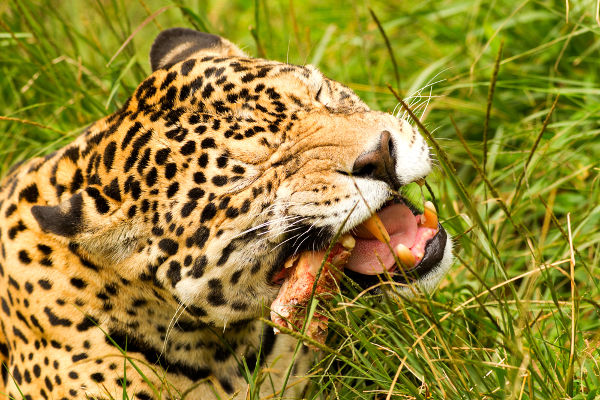 História da Onça, Significado e Origem do Animal | Mundo Ecologia