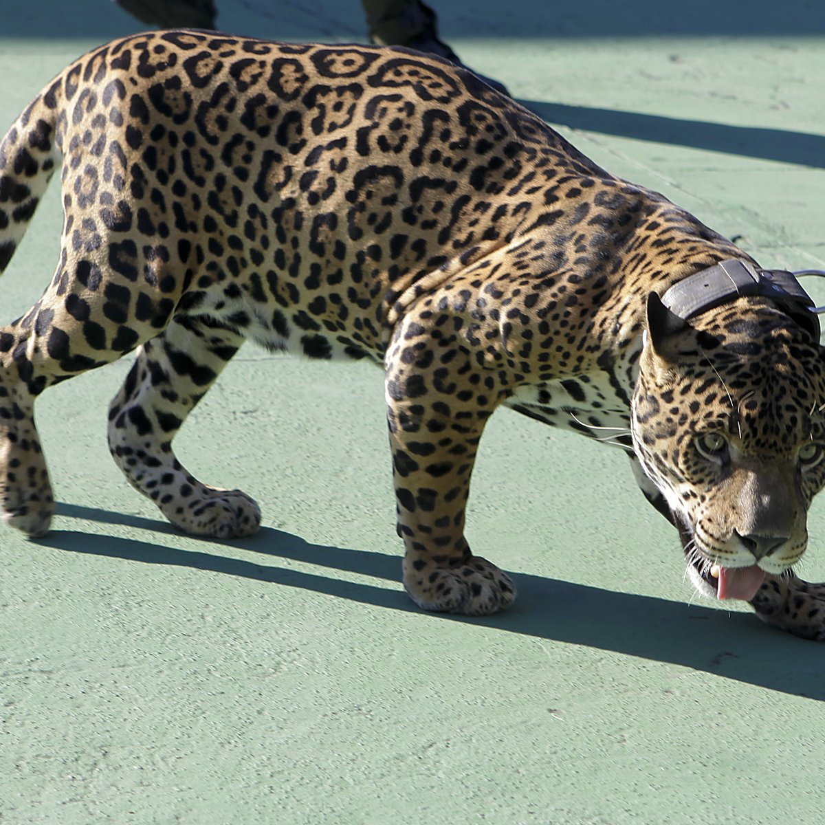 Onça Curiosidades e Fatos Interessantes Sobre o Animal | Mundo Ecologia