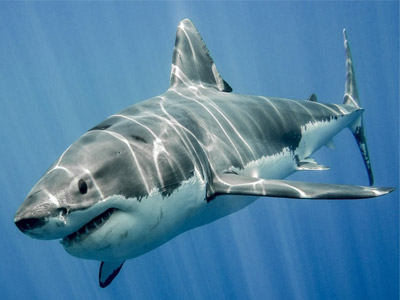 História do Tubarão e Origem do Animal – Mundo Ecologia