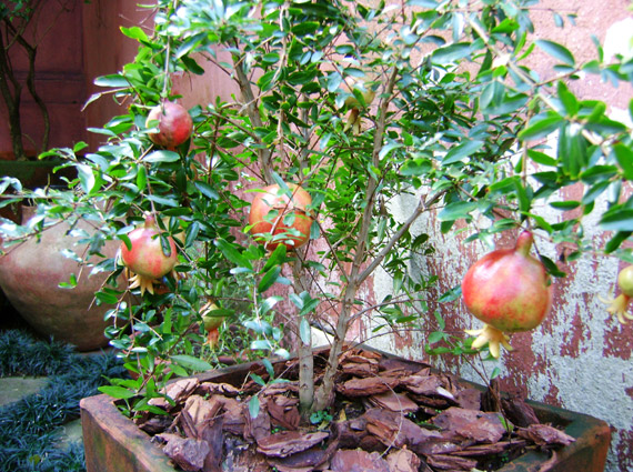 Como Fazer Muda De Romã, Podar E Plantar Um Pé De Romã | Mundo Ecologia