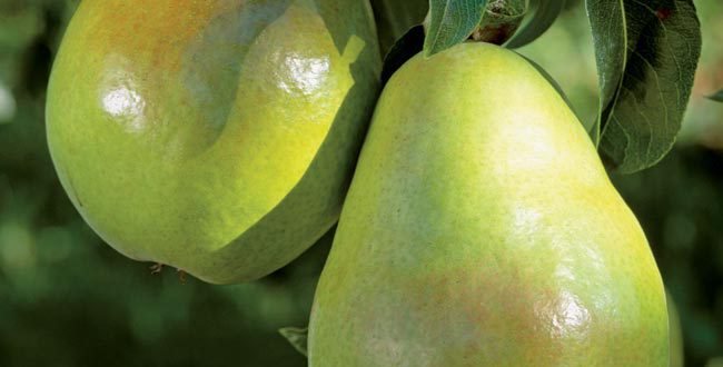 Pera Chinesa: Características, Nome Cientifico, Benefícios e Fotos ...
