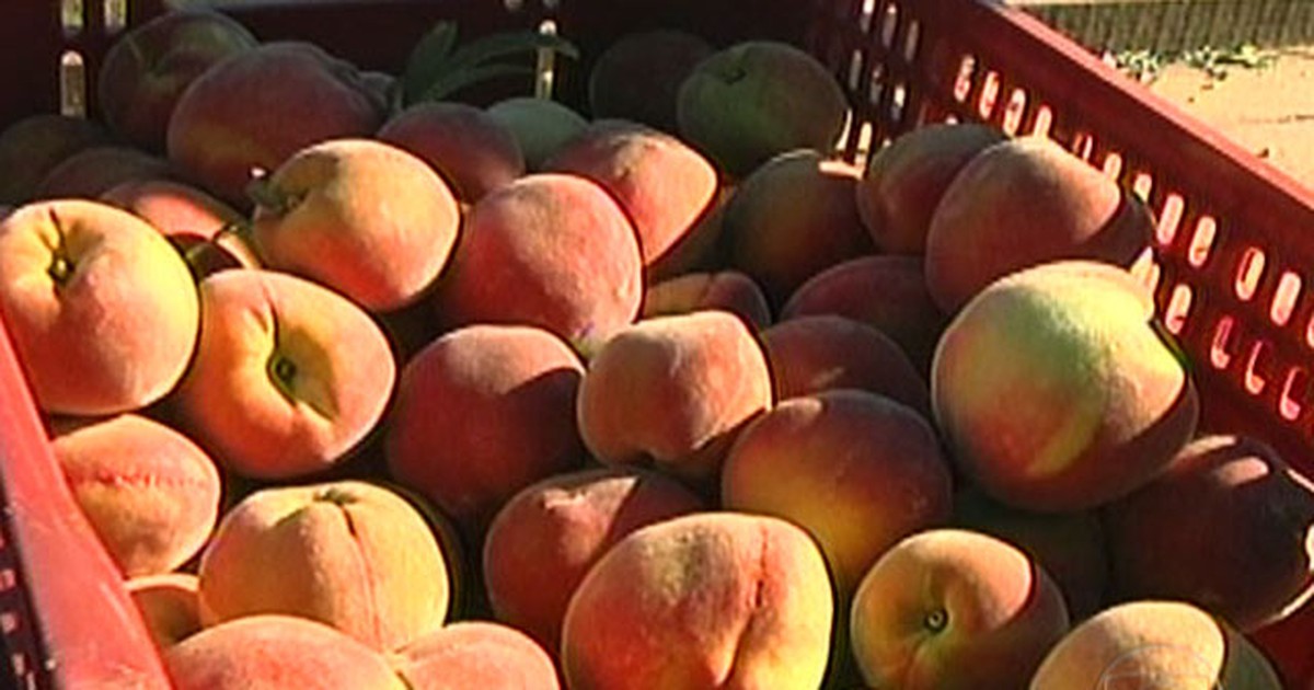 Curiosidades Sobre o Pêssego e Fatos Interessantes da Fruta | Mundo ...