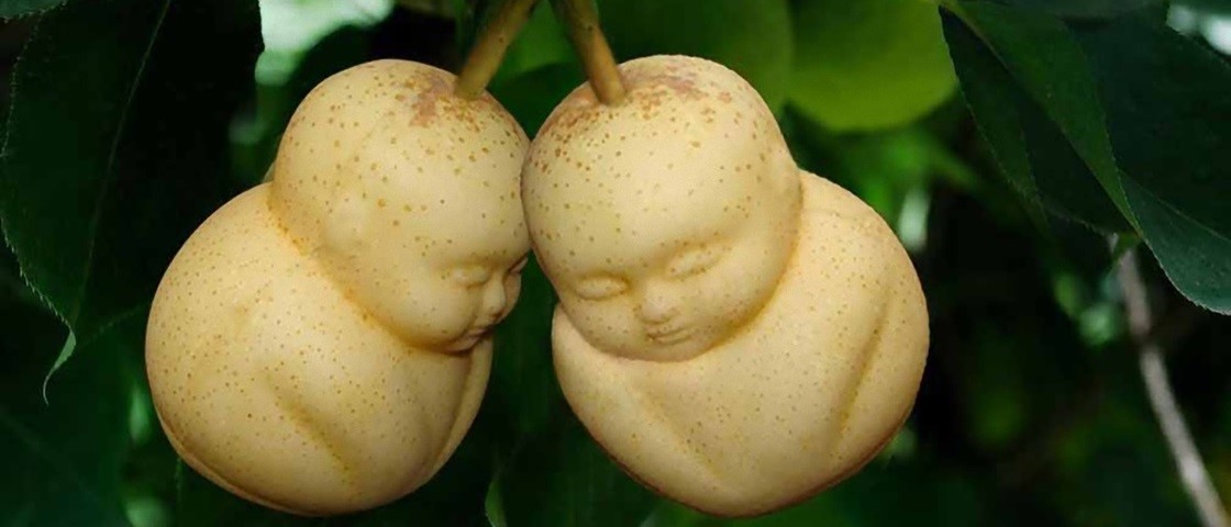 Pera Chinesa: Características, Nome Cientifico, Benefícios e Fotos ...