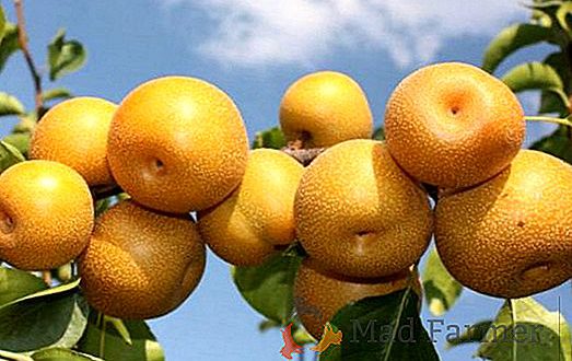 Pera Nashi: Características, Nome Científico, Benefícios e Fotos ...