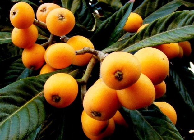 Pera Nashi: Características, Nome Científico, Benefícios e Fotos ...