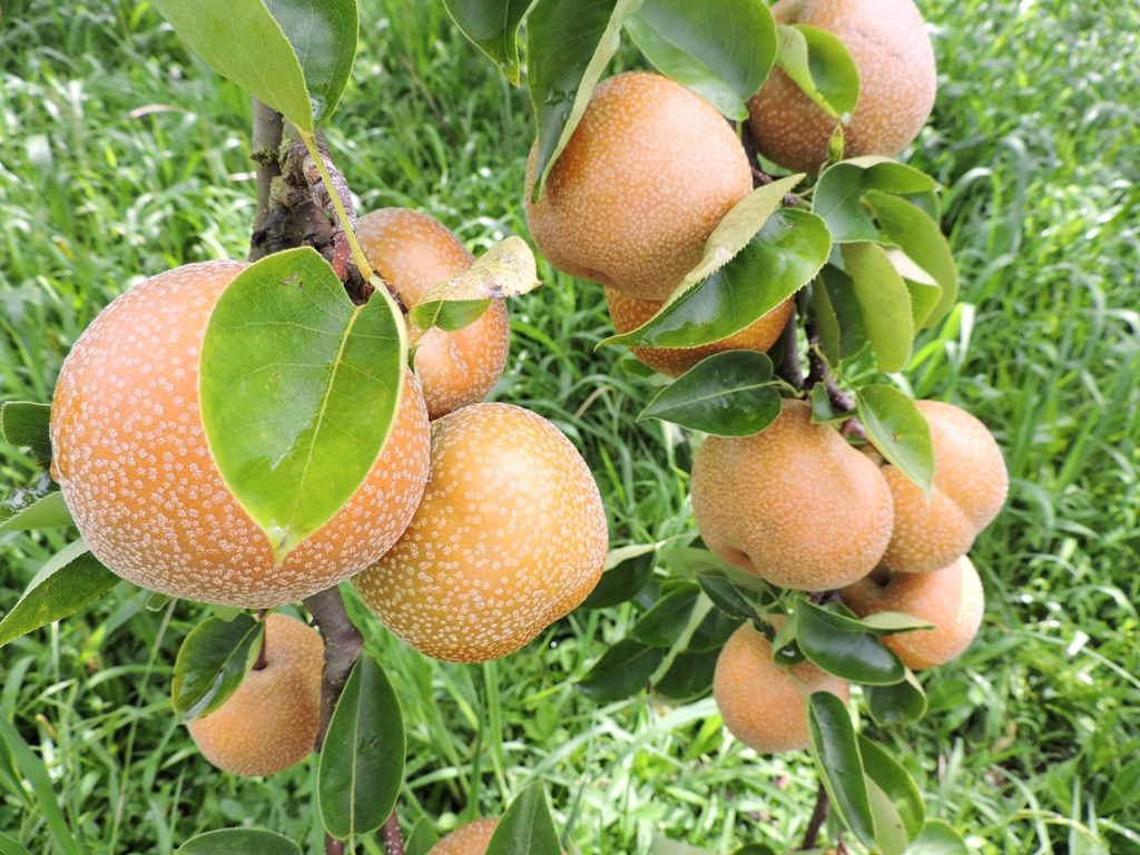 Pera Nashi: Características, Nome Científico, Benefícios e Fotos ...