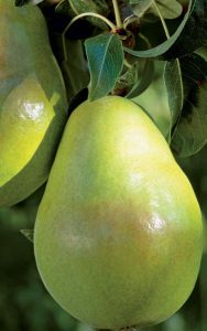 Composição Química e Valor Nutricional da Pera | Mundo Ecologia