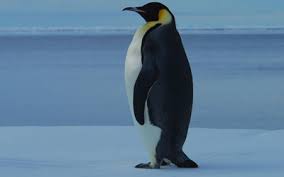 Pinguim-Imperador: Características, Nome Científico e Fotos | Mundo ...