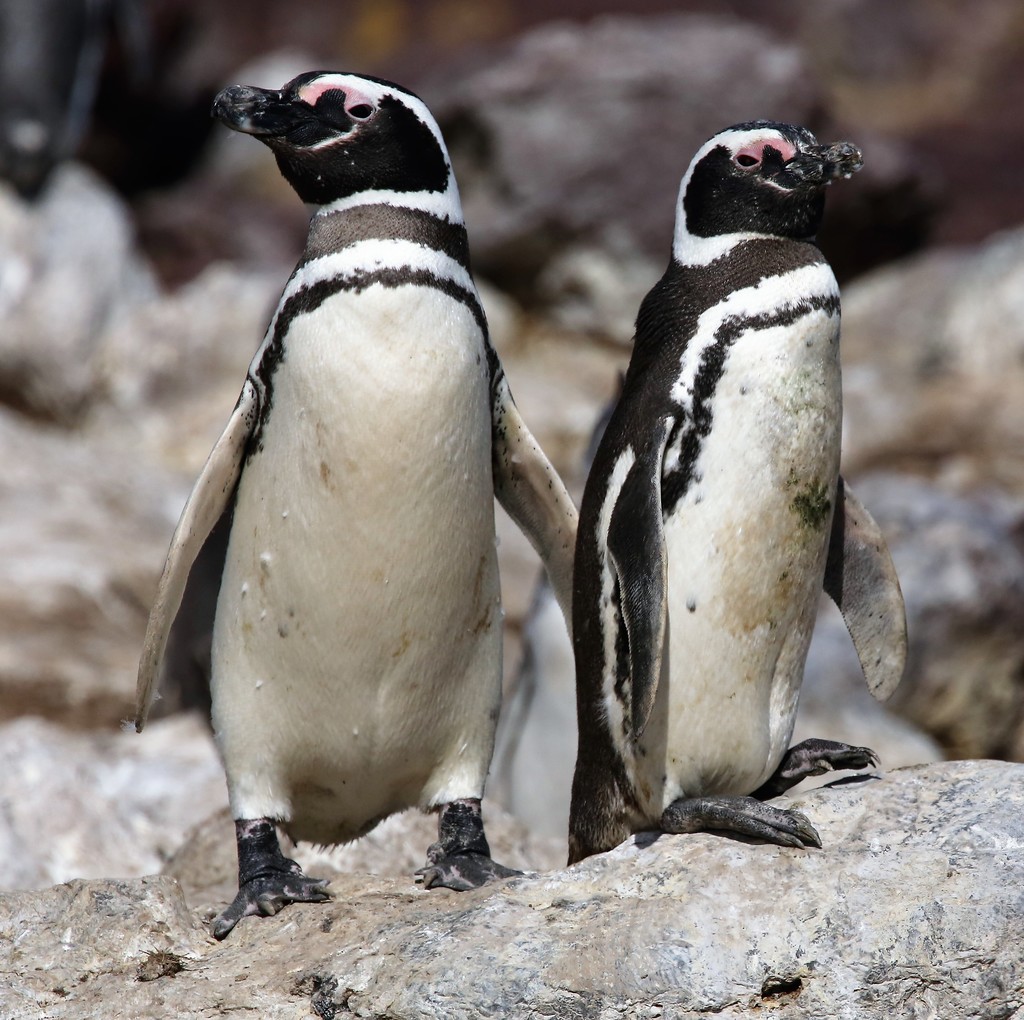 Pinguim Rei: Características, Nome Científico e Fotos | Mundo Ecologia