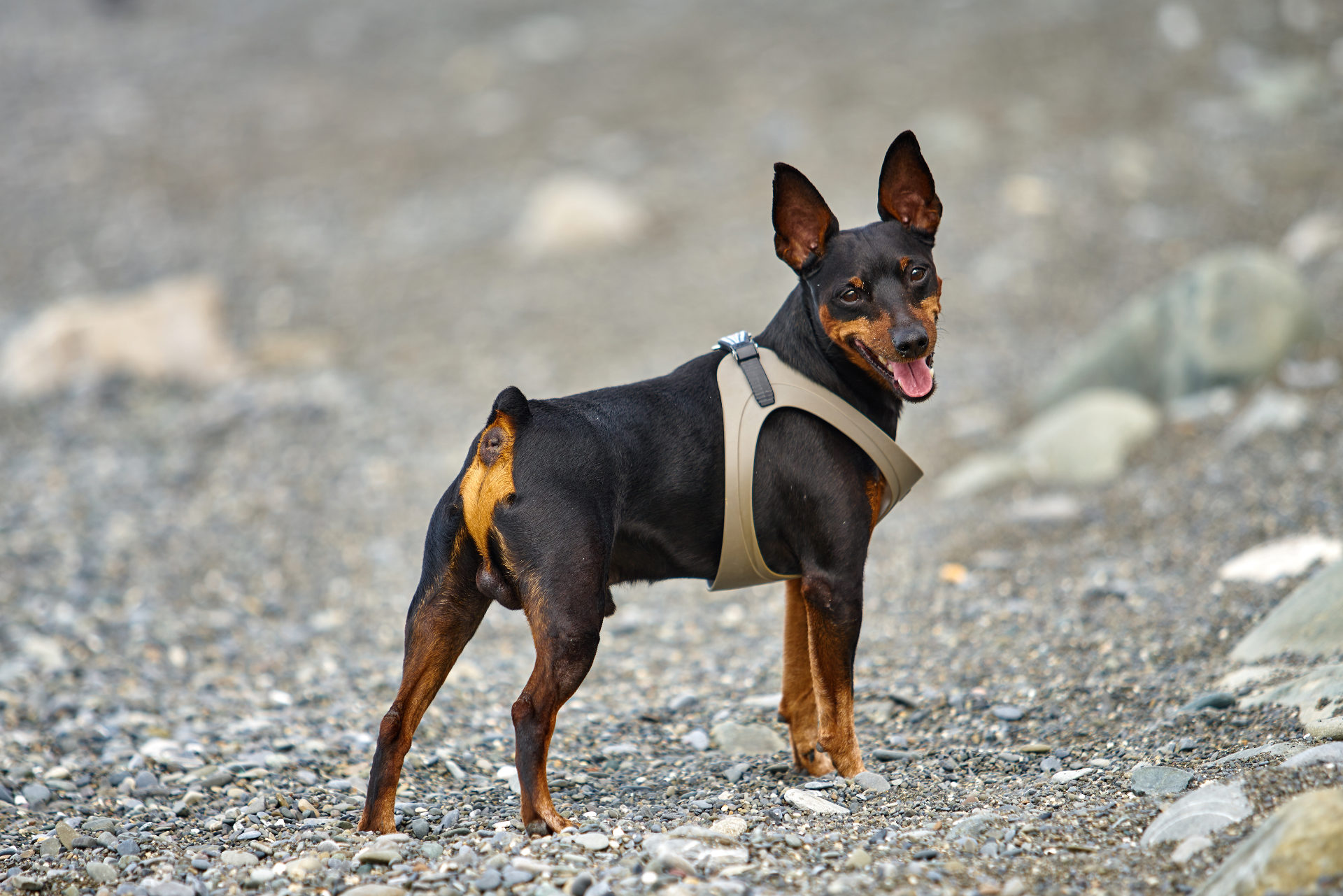Pinscher Alemão: Cores, Personalidade, Canil, Filhotes e Fotos | Mundo ...