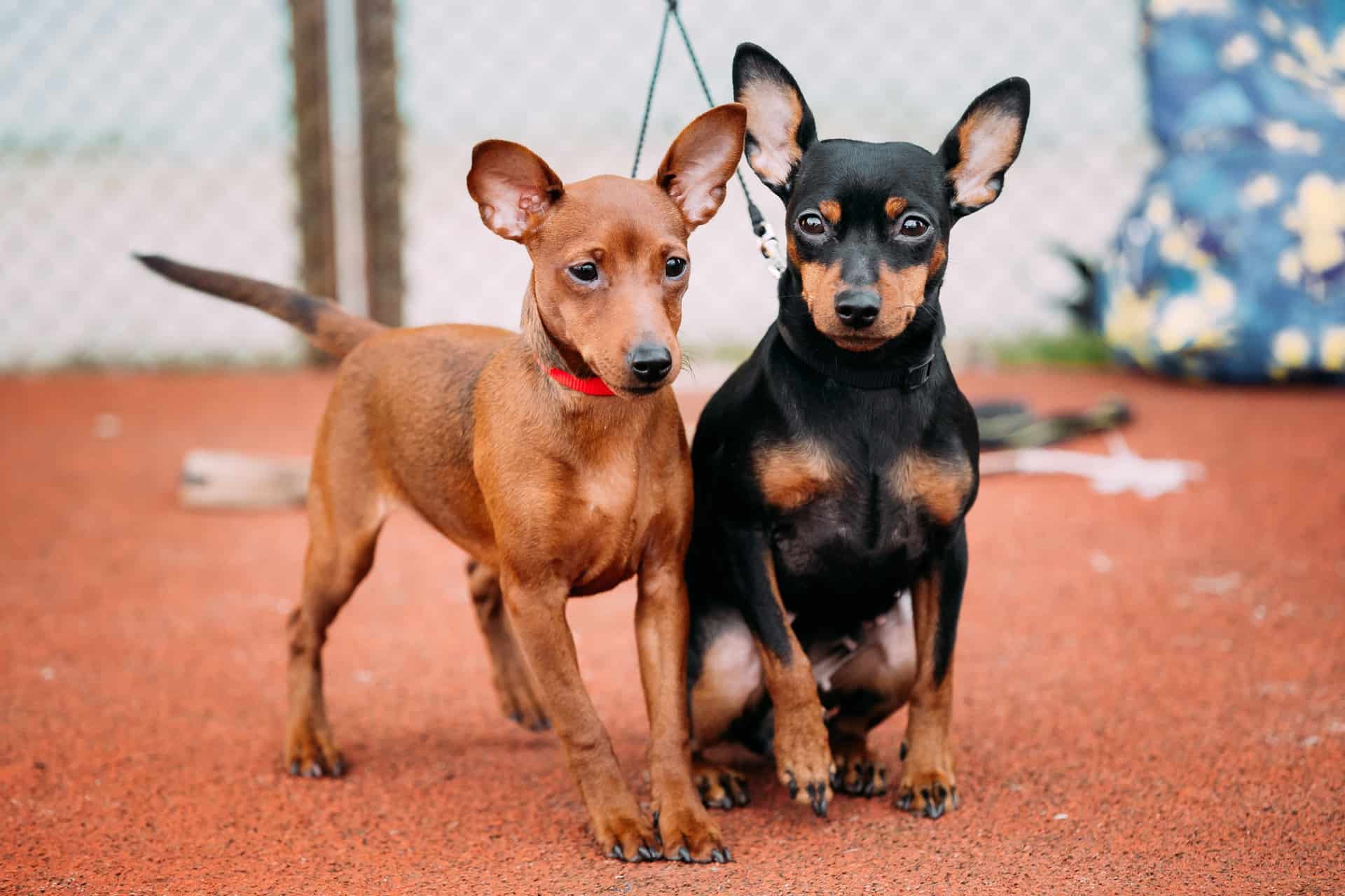 Pinscher Alemão: Cores, Personalidade, Canil, Filhotes e Fotos | Mundo ...