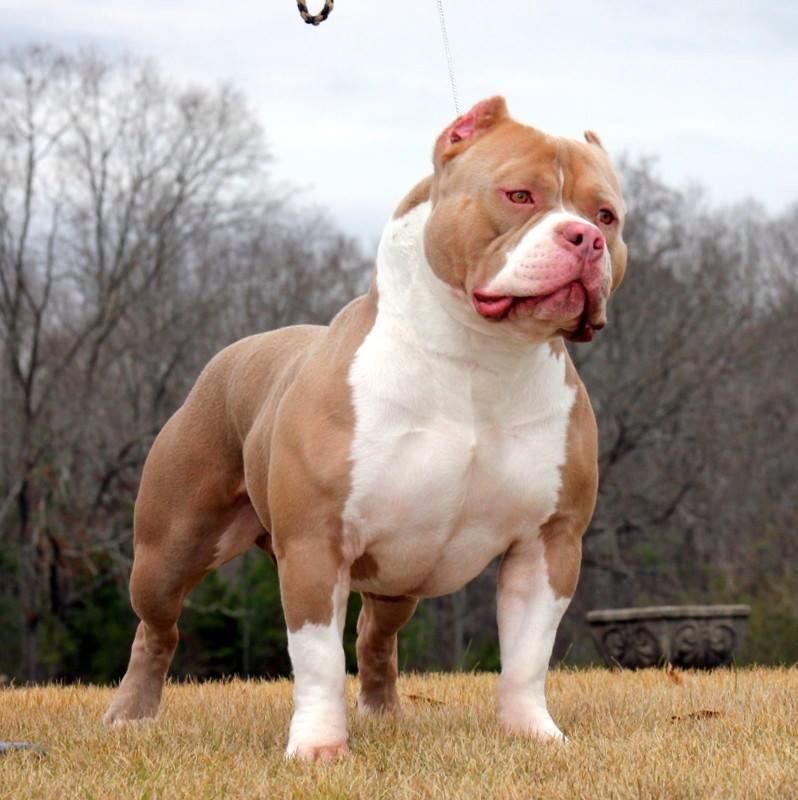 Origem do Cachorro Pitbull e Historia da Raça | Mundo Ecologia