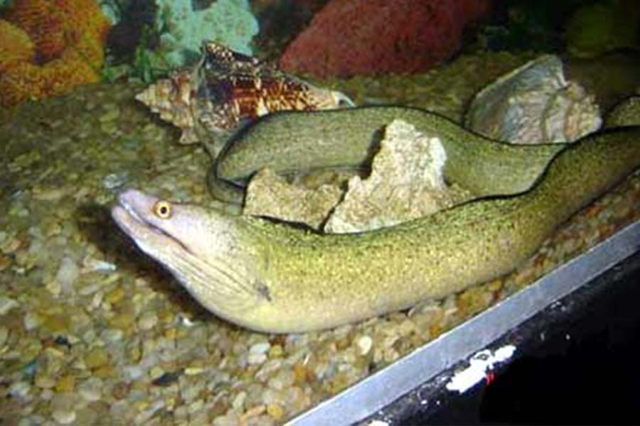 Tubarão Lixa: Está em Extinção? Características, Alimentação e Fotos ...