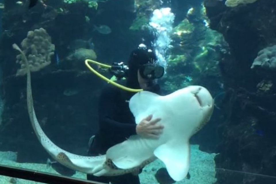 Tubarão Lixa: Está em Extinção? Características, Alimentação e Fotos ...