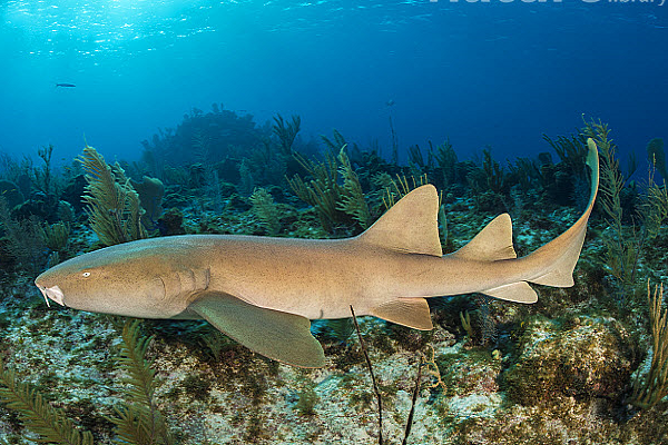 Tubarão Lixa: Está em Extinção? Características, Alimentação e Fotos ...