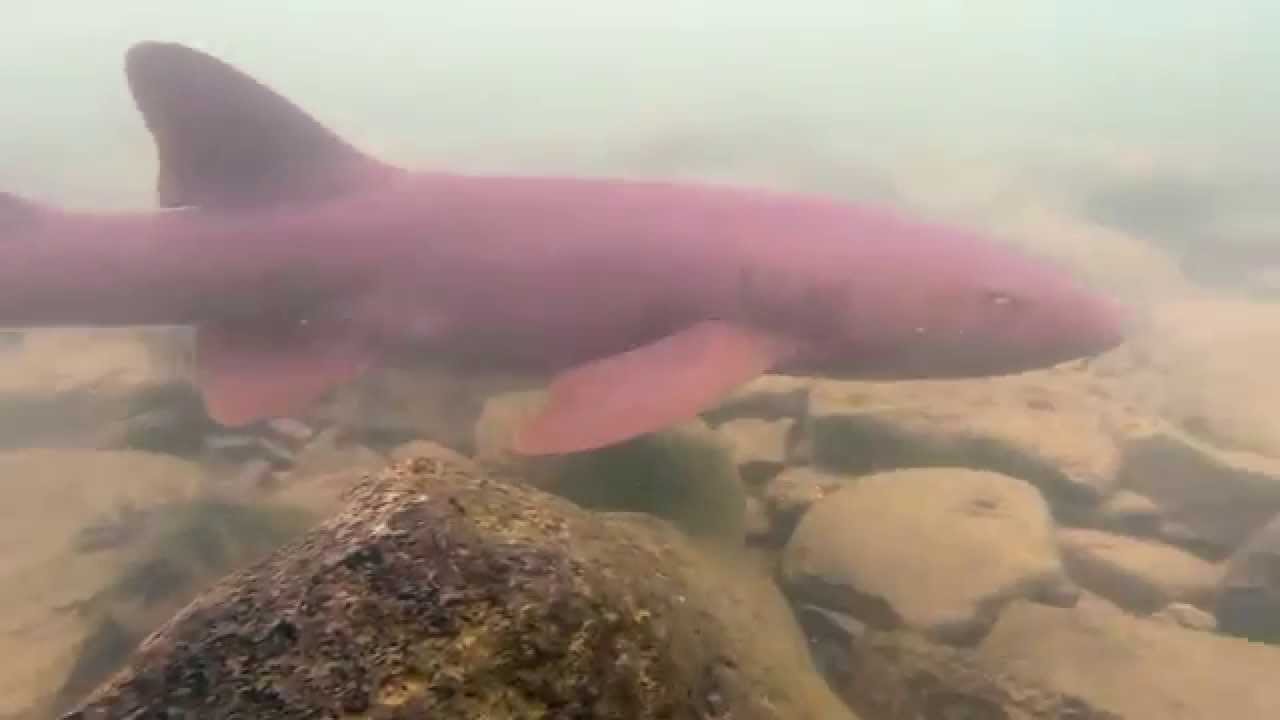 Tubarão Lixa: Está em Extinção? Características, Alimentação e Fotos ...