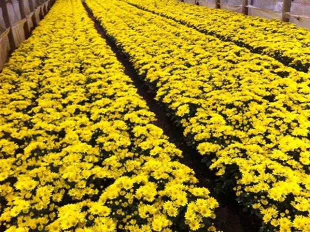Crisântemos De Corte: O Que São E Fotos Da Flor – Mundo Ecologia